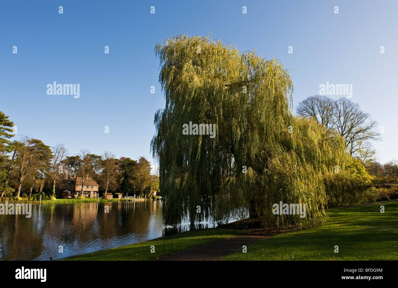 Weeping Willow tree on the banks of the River Thames at Bell Rope ...
