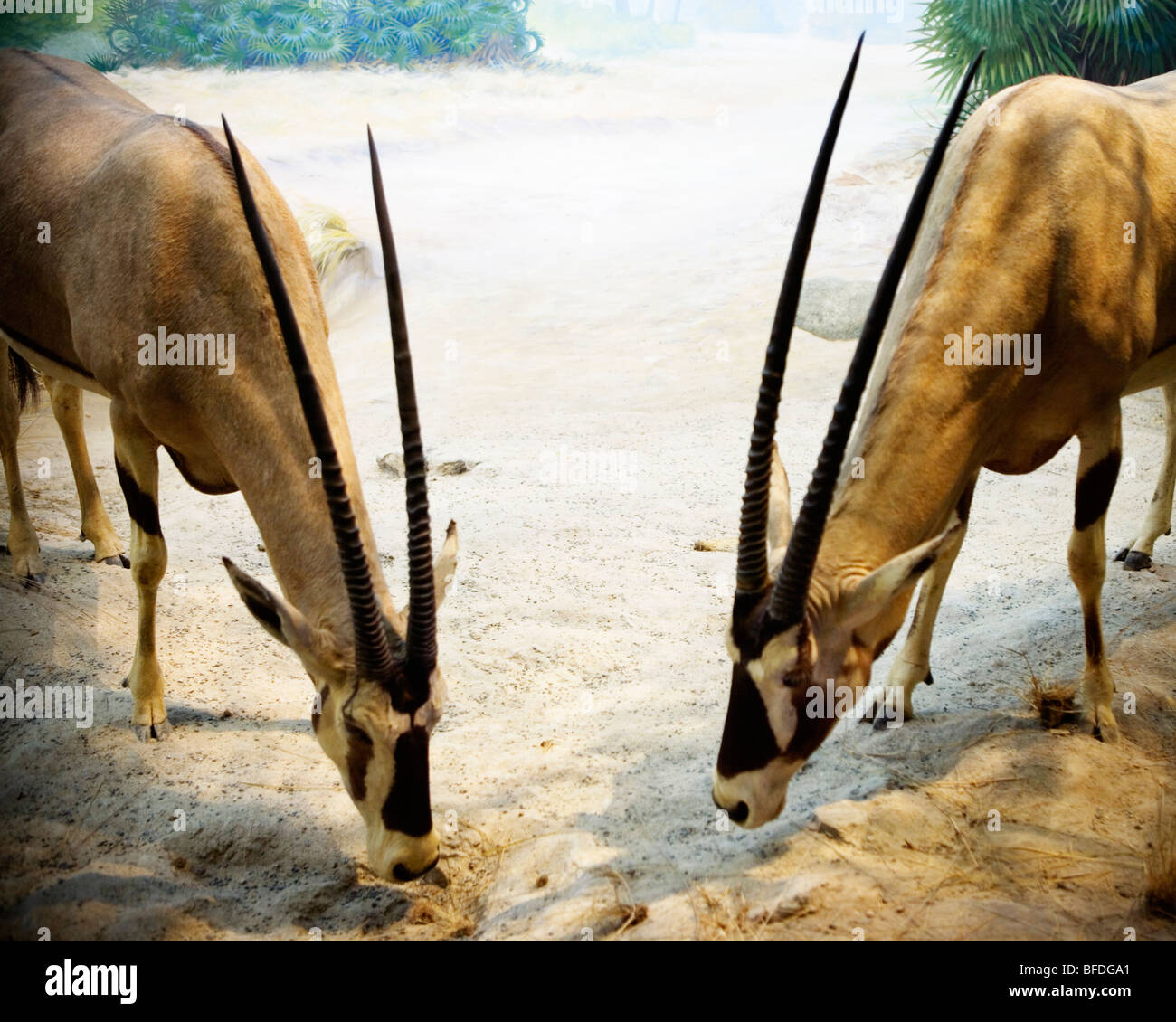 African antelopes hi-res stock photography and images - Alamy