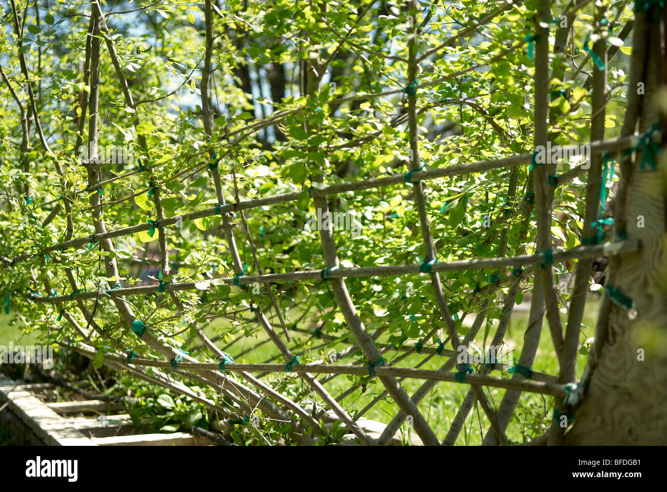 Boat made from tree hi-res stock photography and images - Alamy