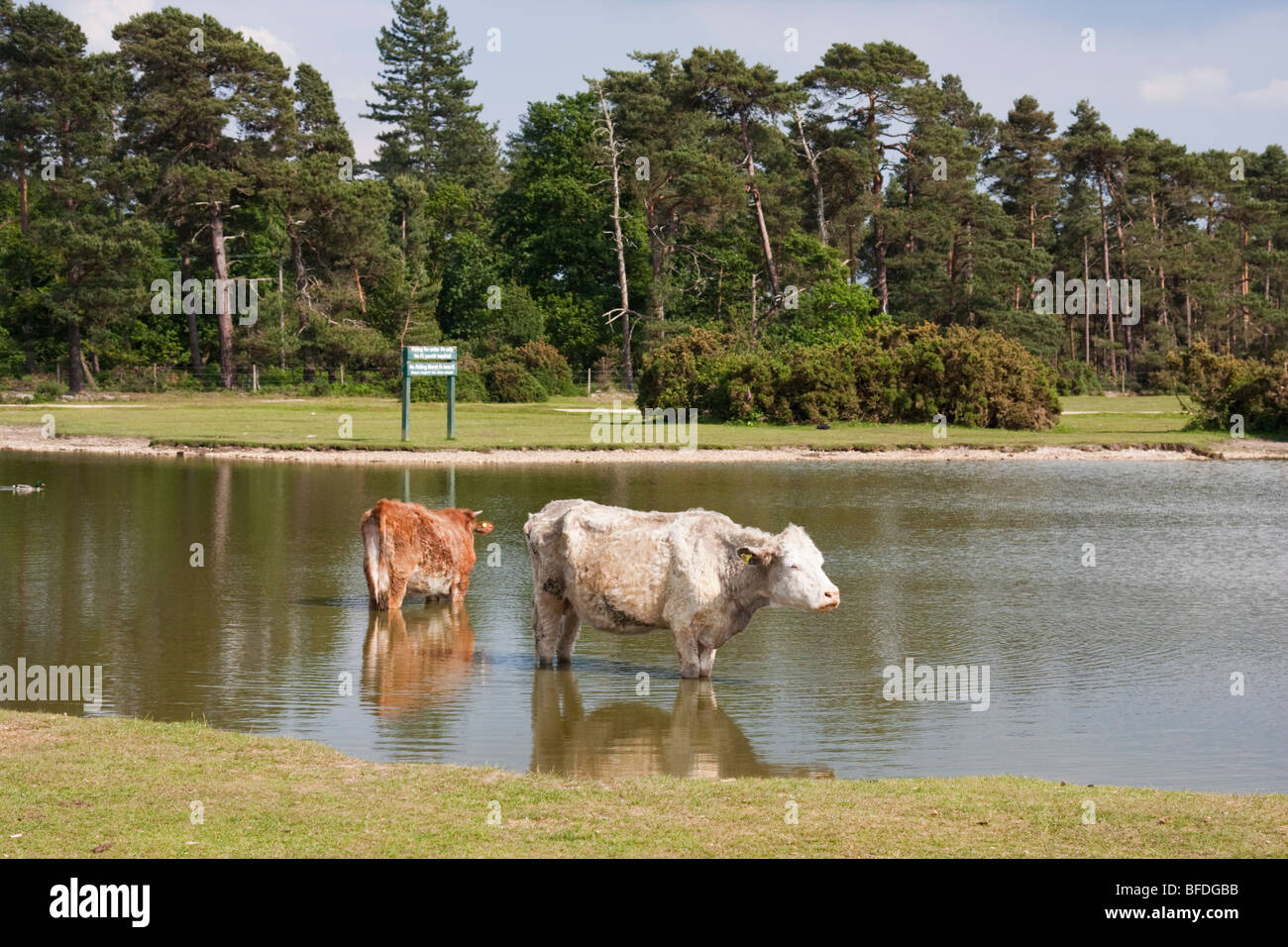 New england summer cow hi-res stock photography and images - Alamy