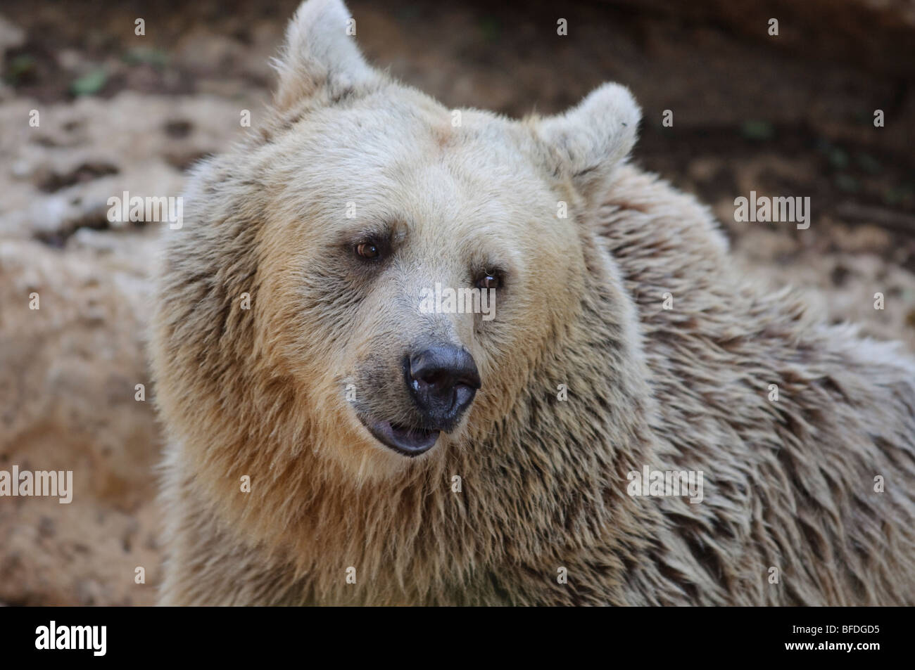 Bear brown close up hi-res stock photography and images - Alamy