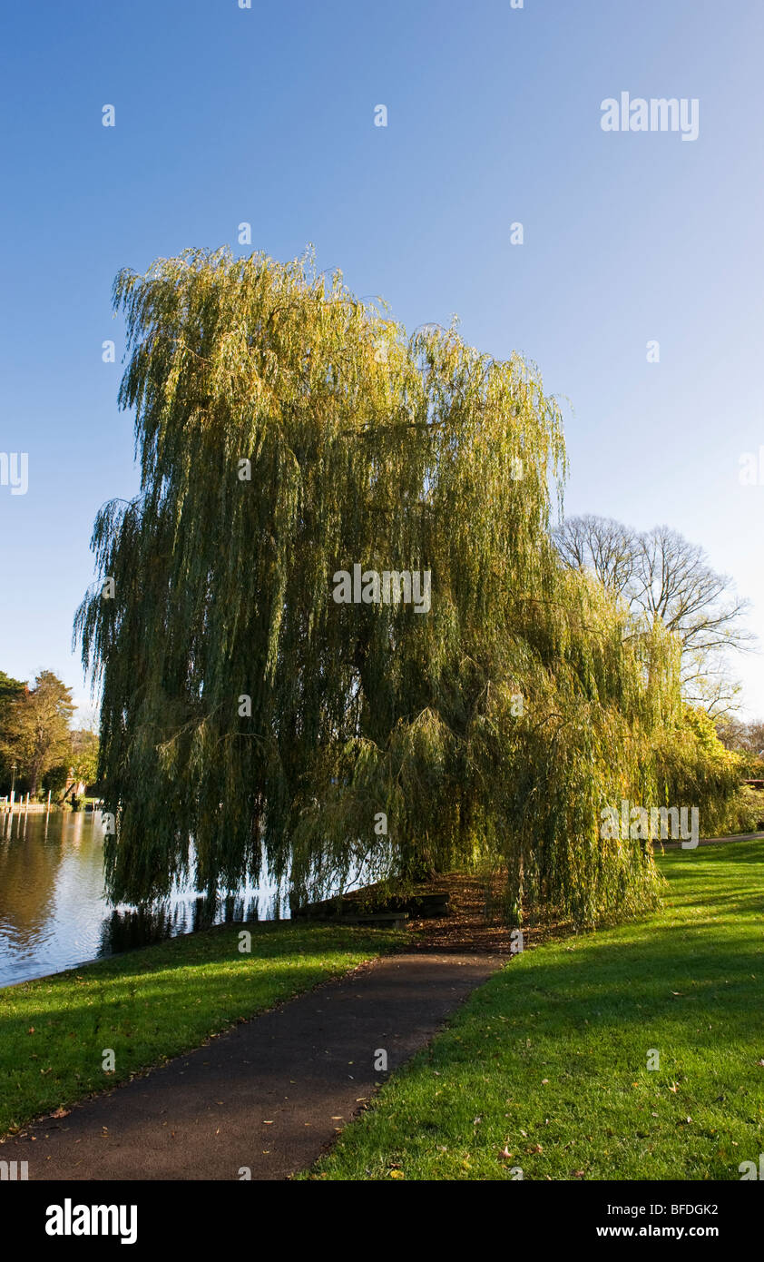 Weeping Willow tree on the banks of the River Thames at Bell Rope ...