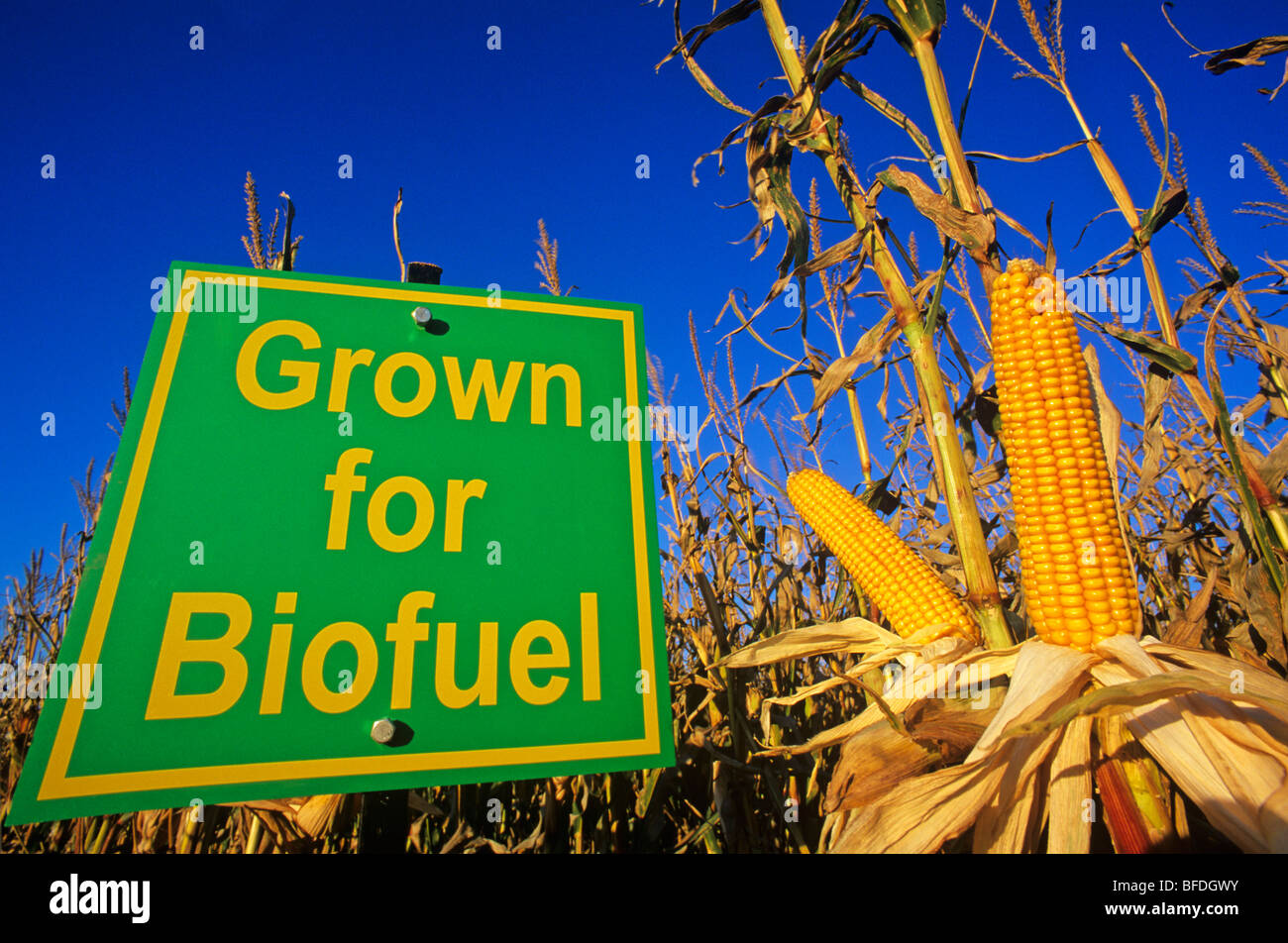 Biofuel hi-res stock photography and images - Alamy