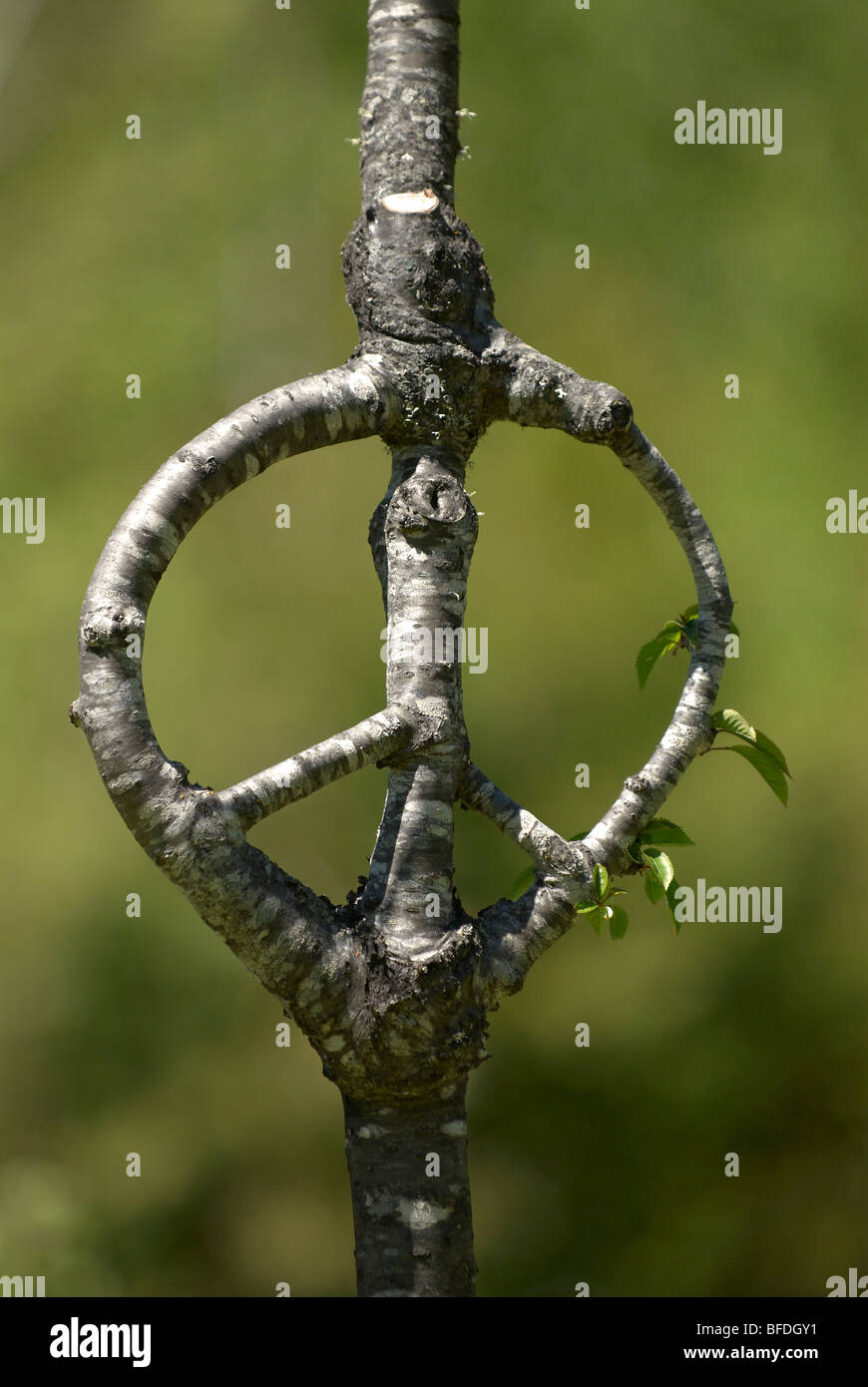 Peace sign grown by Richard Reames as part of his Arborsculpture Stock ...