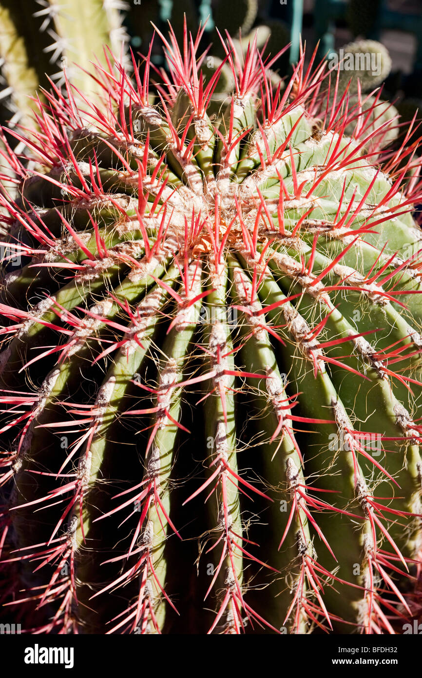 Coloured cactus hi-res stock photography and images - Alamy