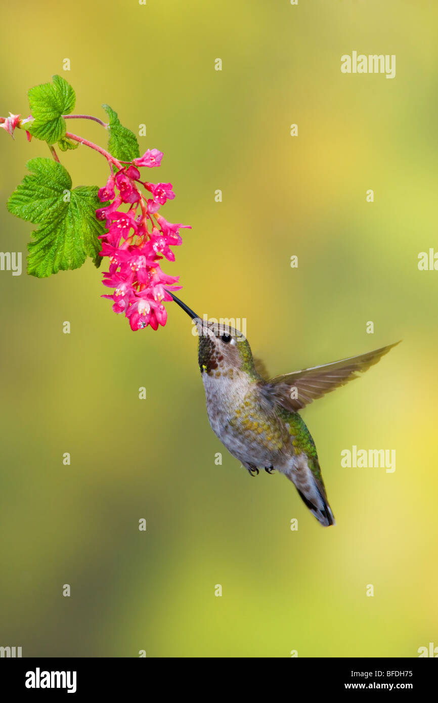 Anna's Hummingbird (Calypte anna) feeding at a red currant flower in ...