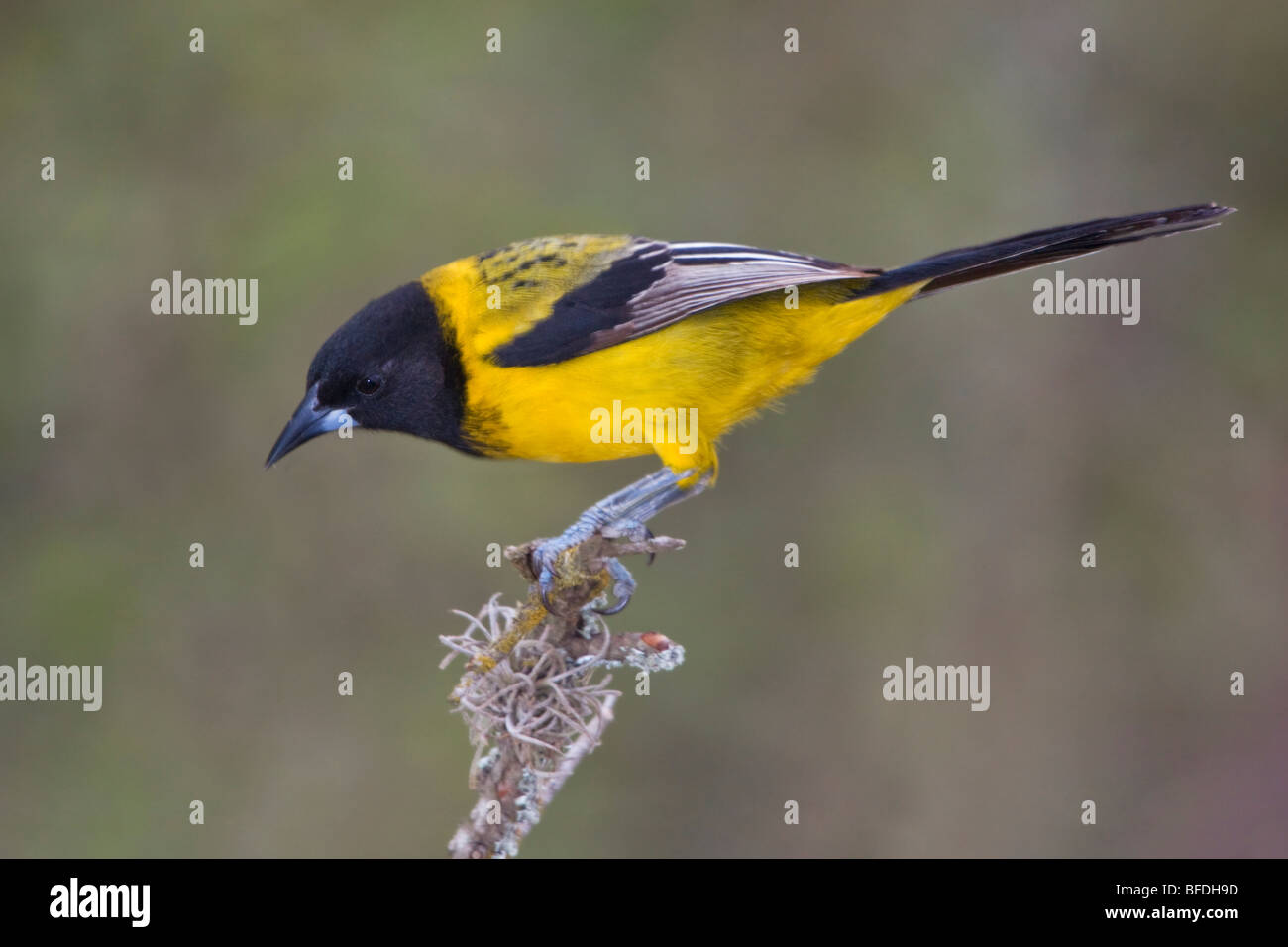 Audubons Oriole High Resolution Stock Photography and Images - Alamy