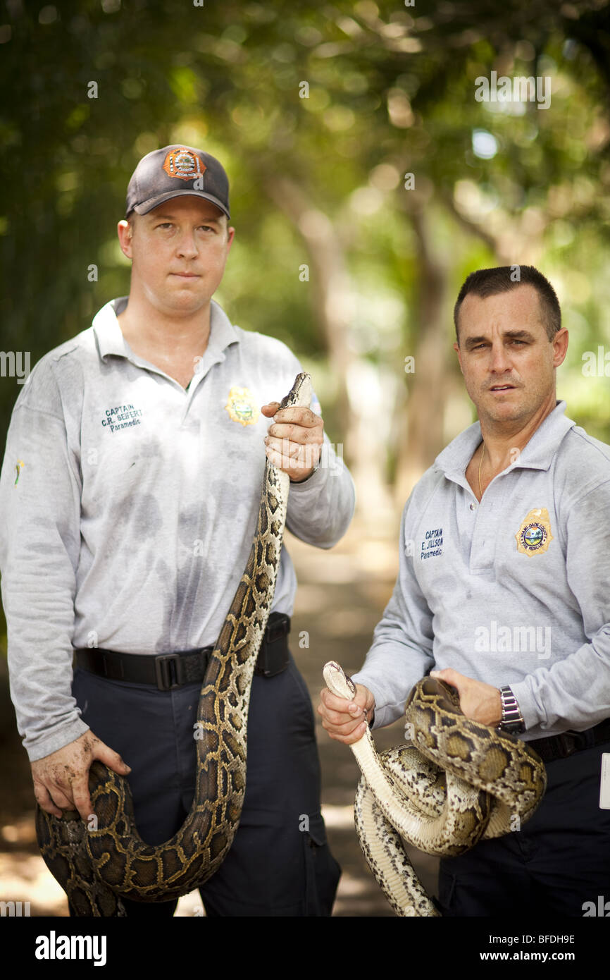 Burmese pythons florida everglades hi-res stock photography and images ...