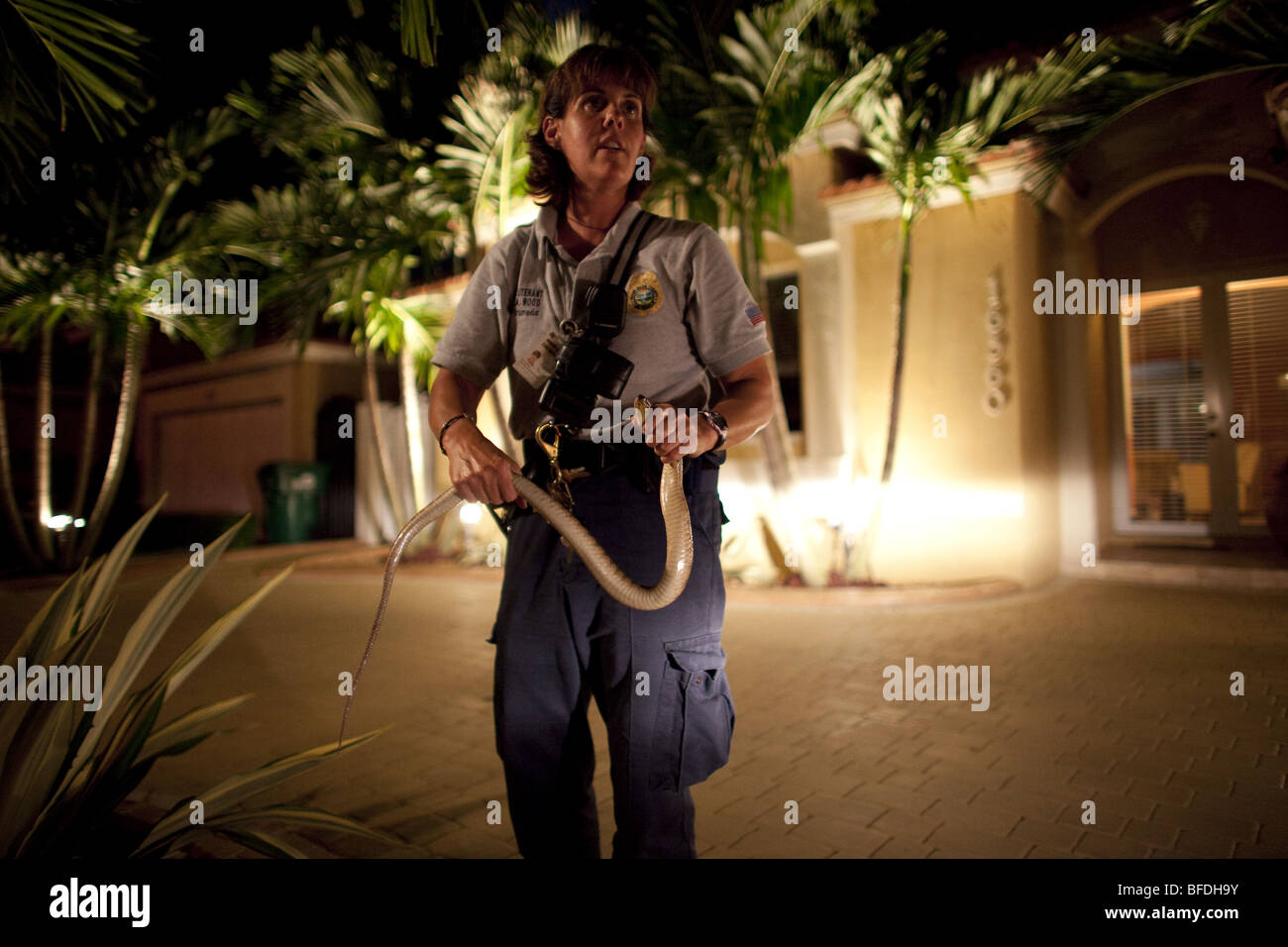 Burmese pythons florida hi-res stock photography and images - Alamy