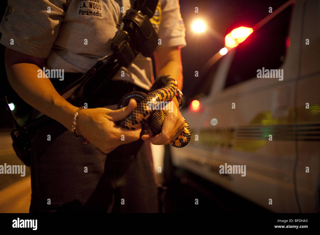 Burmese pythons florida hi-res stock photography and images - Alamy
