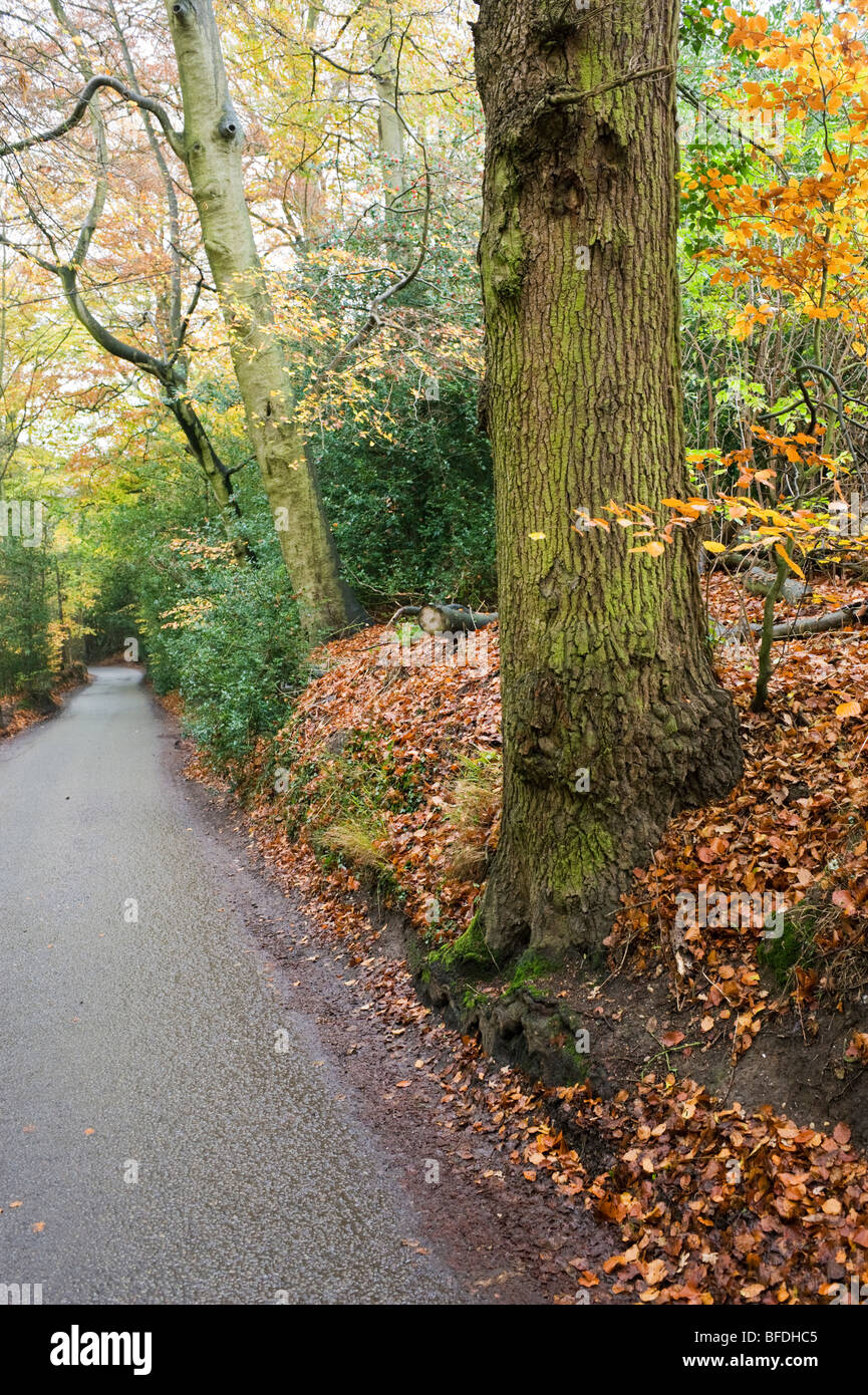 A empty quiet country road in Autumn, Welders Lane, Jordans Bucks UK ...