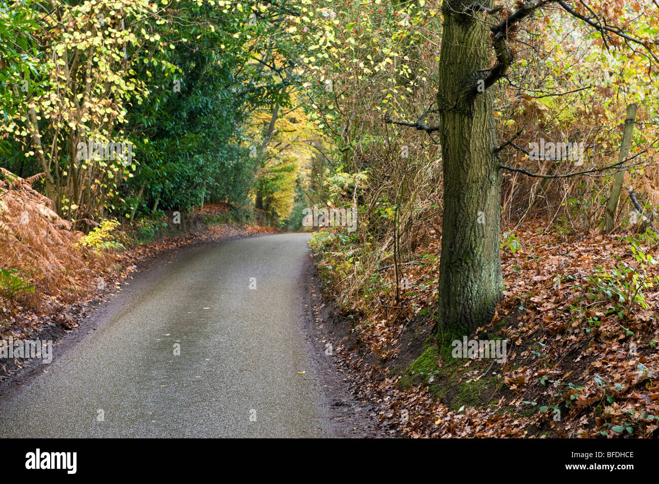 An empty quiet country road in Autumn, Welders Lane, Jordans Bucks UK ...