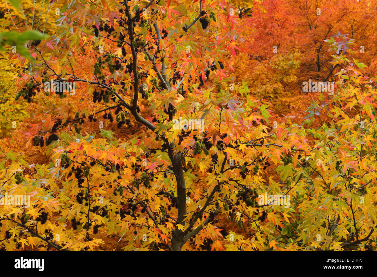 Sweet gum tree turning red in autumn Liquidambar styraciflua Stock ...