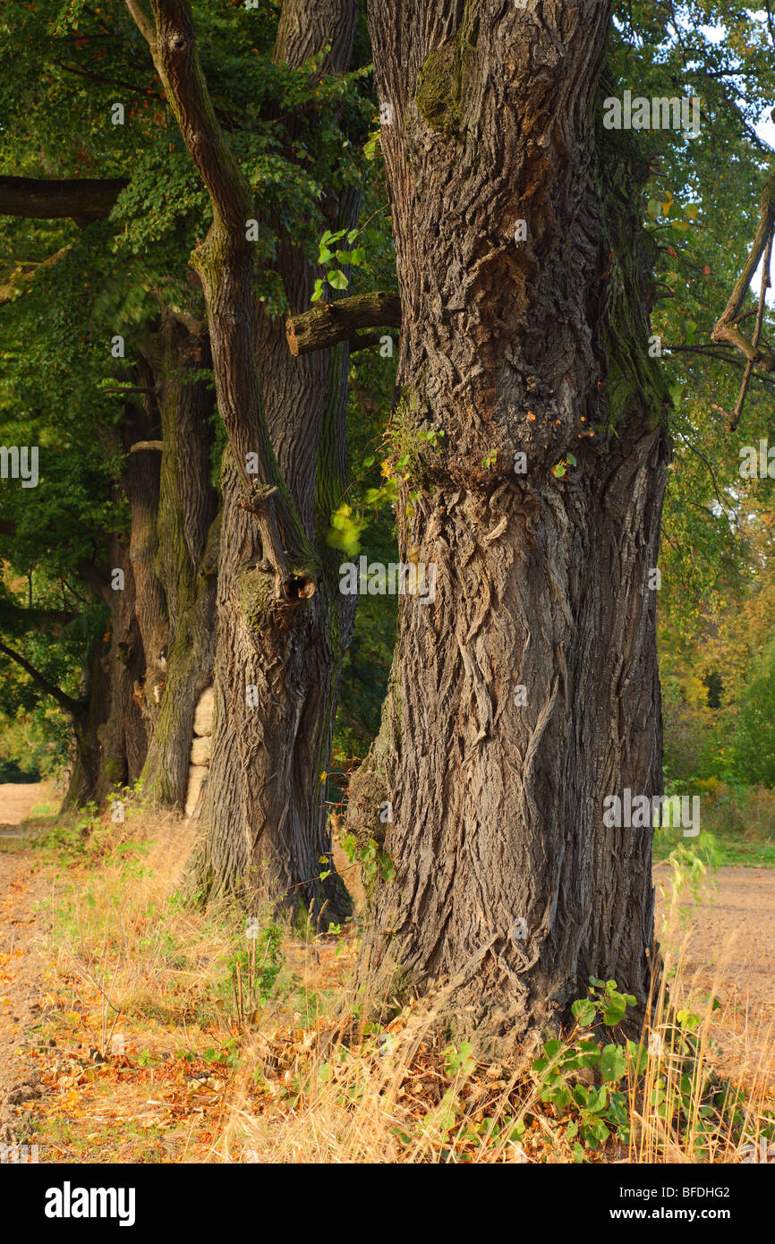 Very old lime trees in autumn.Tilia cordata Stock Photo - Alamy