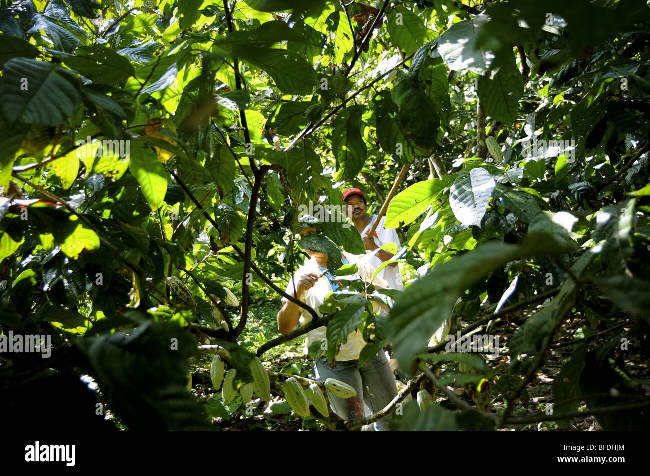 workers harvest cacao (Theobroma cacao) among lush, green trees and ...
