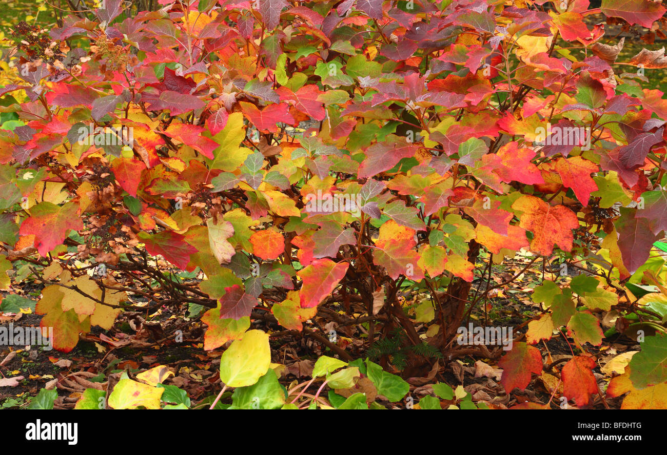 Multicolor hydrangea leaves at fall Hydrangea quercifolia Stock Photo ...