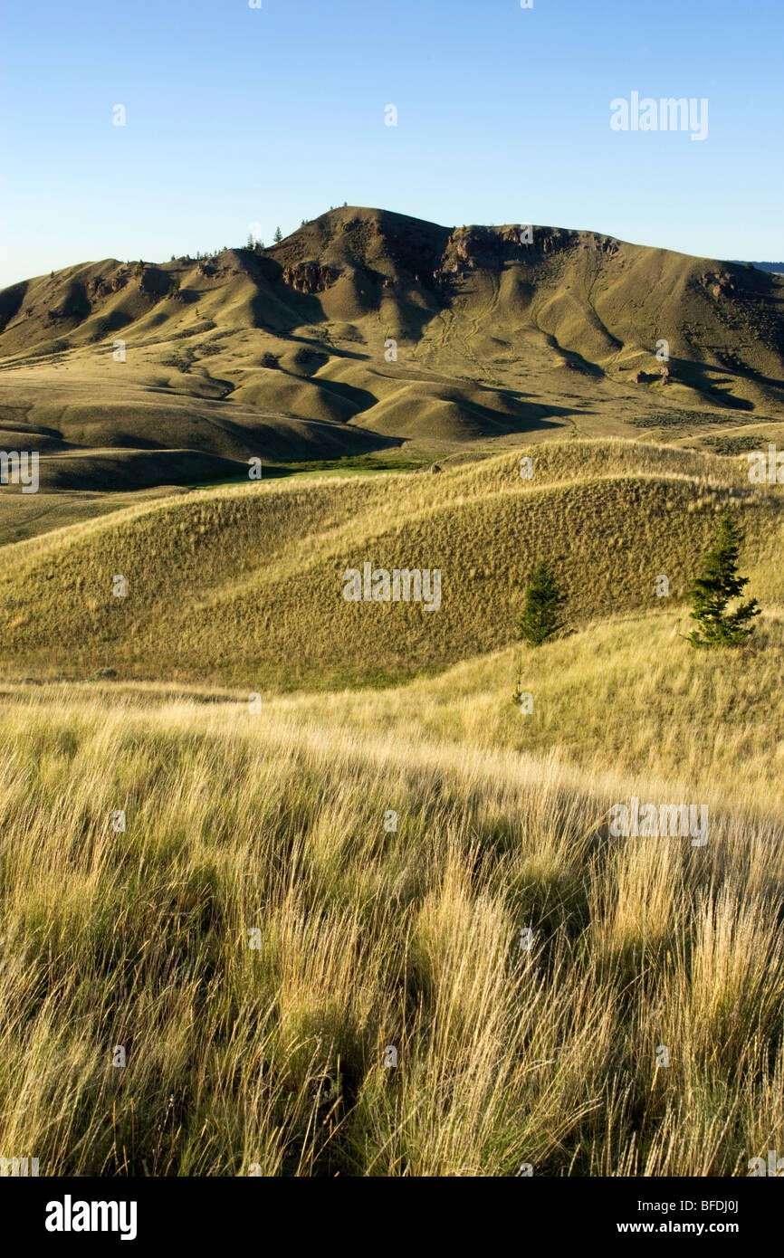 Sheep range junction park hi-res stock photography and images - Alamy