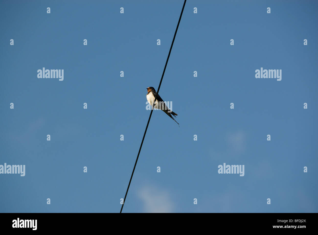 Swift perched on telegraph wire Stock Photo - Alamy