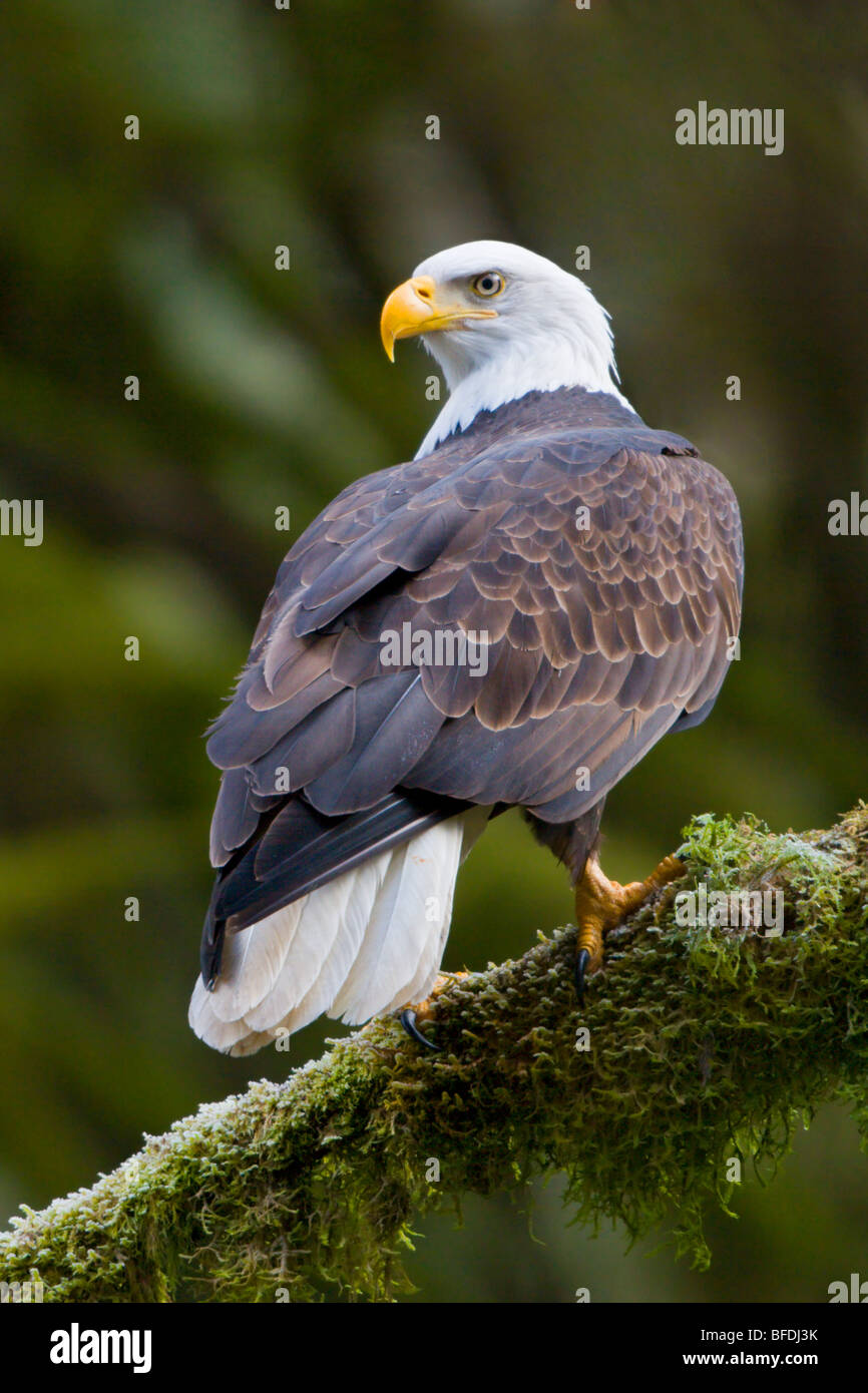 Bald eagle on tree branch hi-res stock photography and images - Alamy