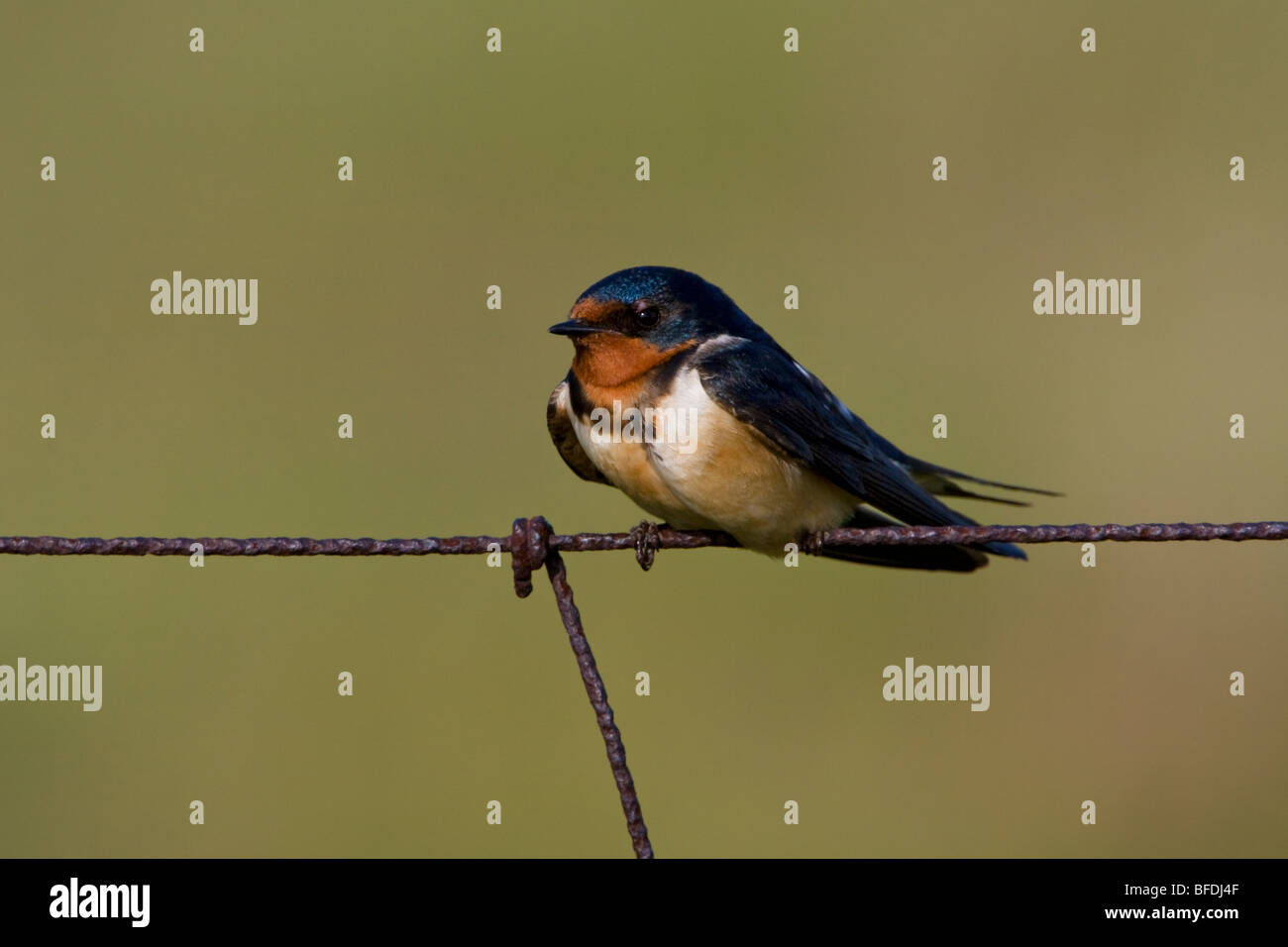 Swallow on a wire hi-res stock photography and images - Alamy