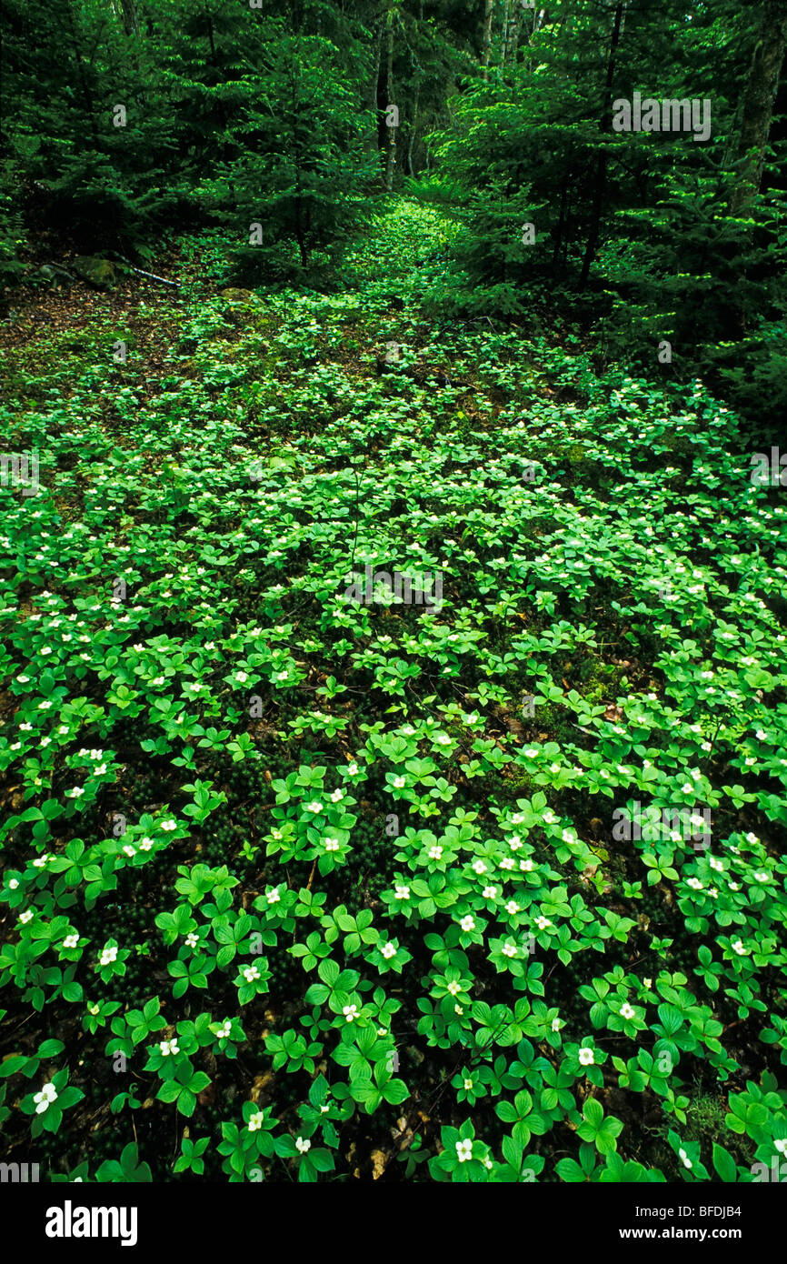 Blossoming field of bunchberries (Cornus canadensis ) in the spring ...