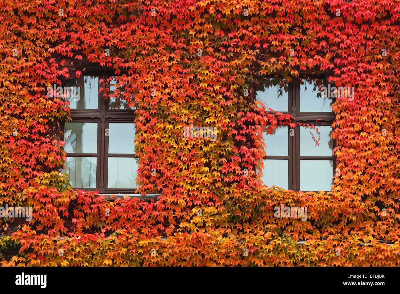 Virginia creeper autumn windows hi-res stock photography and images - Alamy