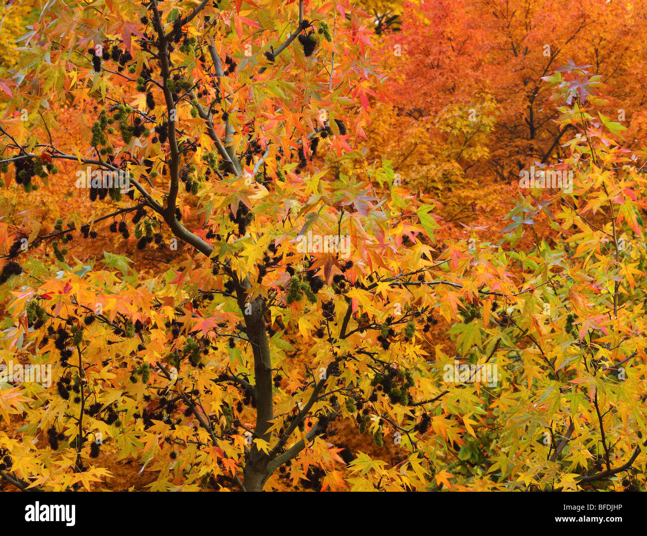 Sweet gum tree turning red in autumn Liquidambar styraciflua Stock ...
