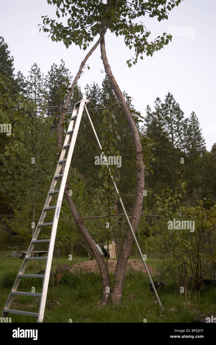 A Poplar tree trained to grow as a sculptural form Stock Photo - Alamy