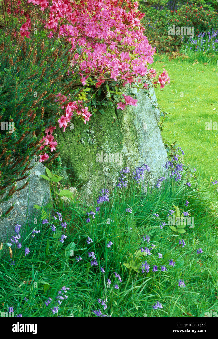 Close up of pink azalea and heather on a rock ledge under-planted with ...