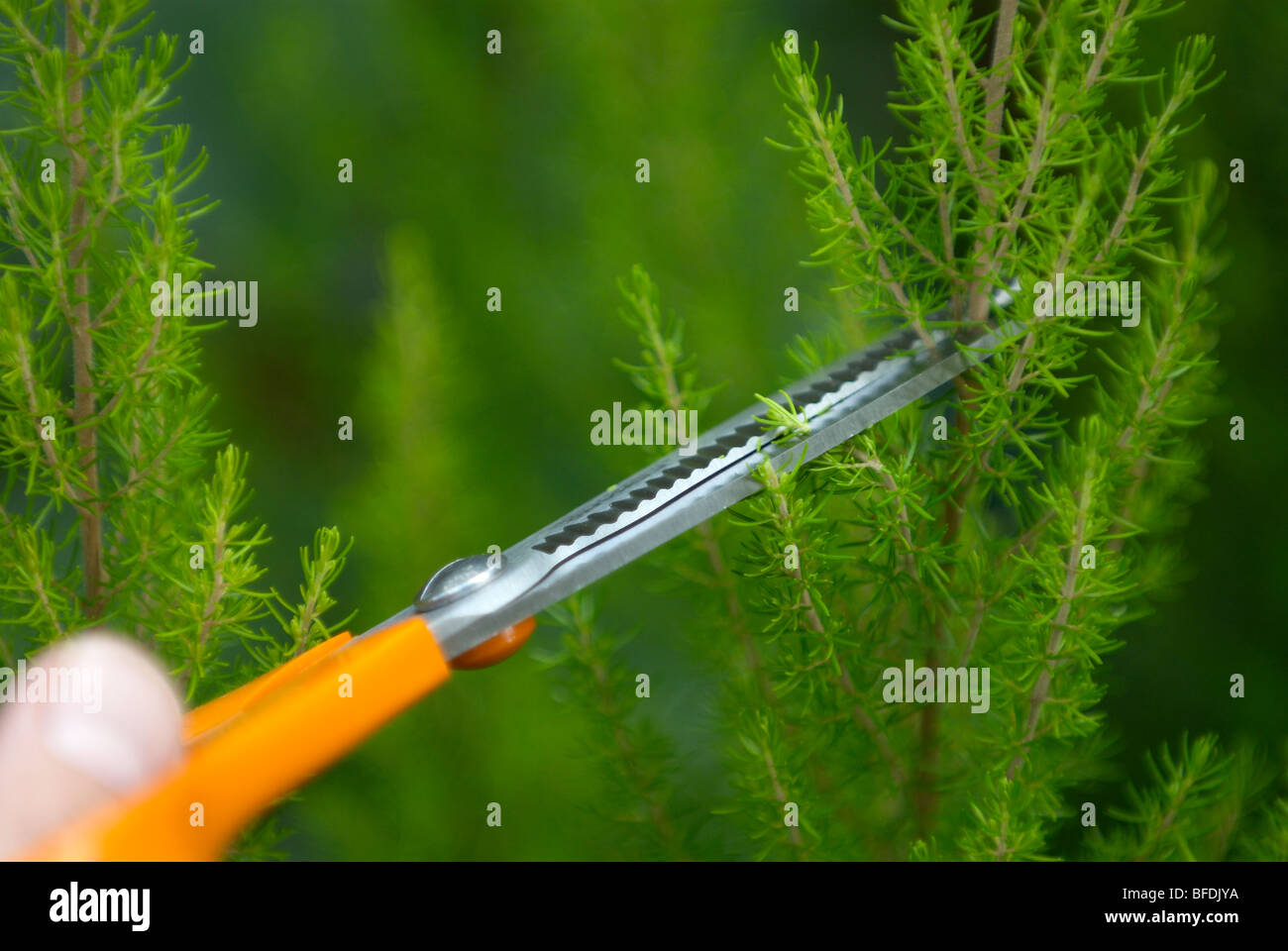 Evergreen line hi-res stock photography and images - Alamy