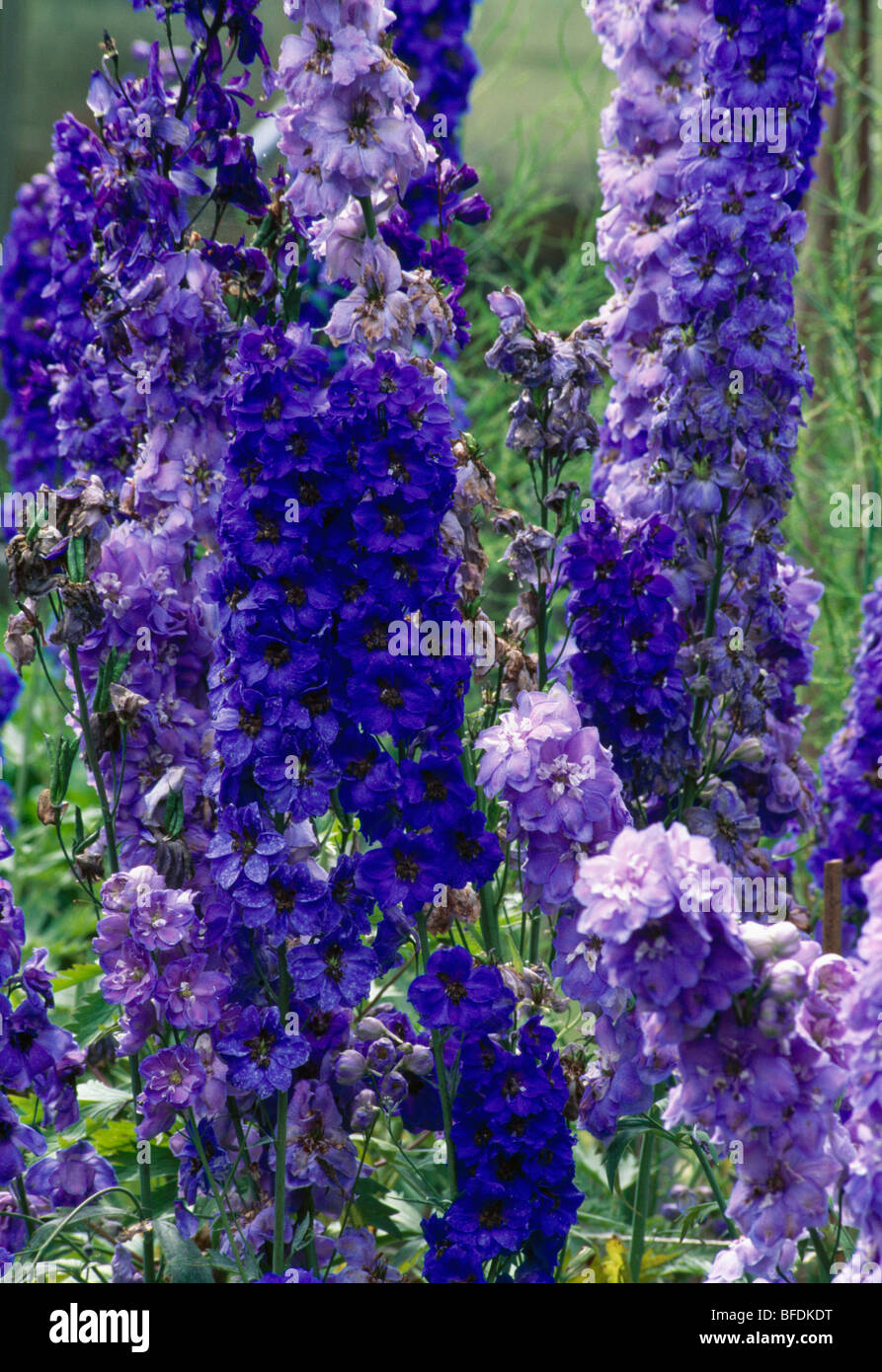 Close up of a dark blue delphiniums Stock Photo - Alamy
