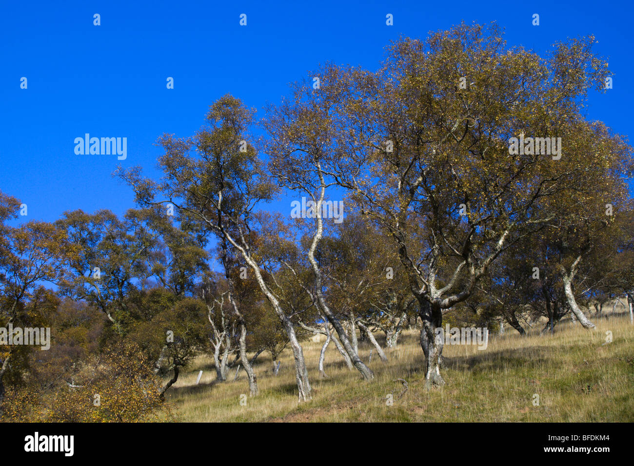 Silver birches or birks in Scotland on a hillside Stock Photo - Alamy