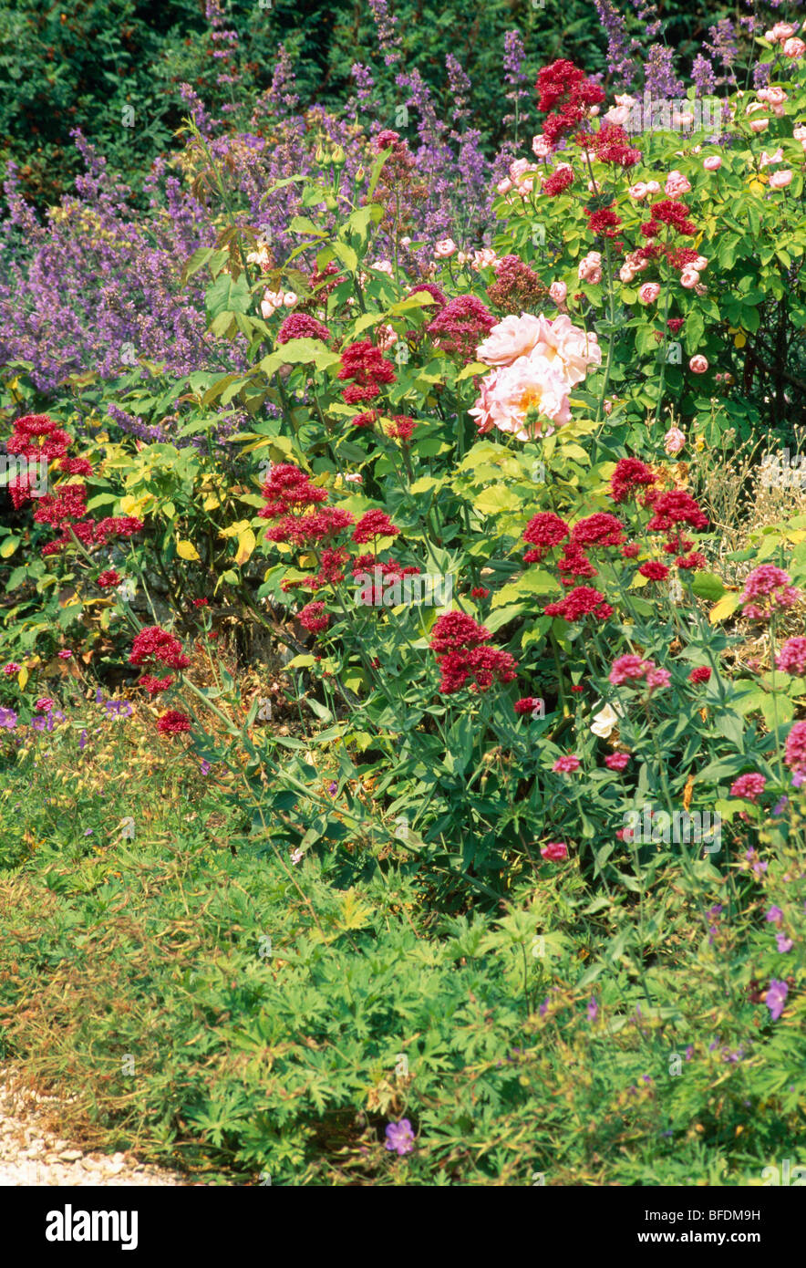Catmint garden border hi-res stock photography and images - Alamy