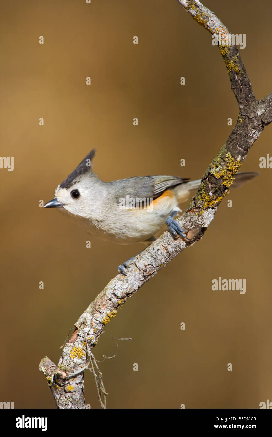 Black crested titmouse hi-res stock photography and images - Alamy