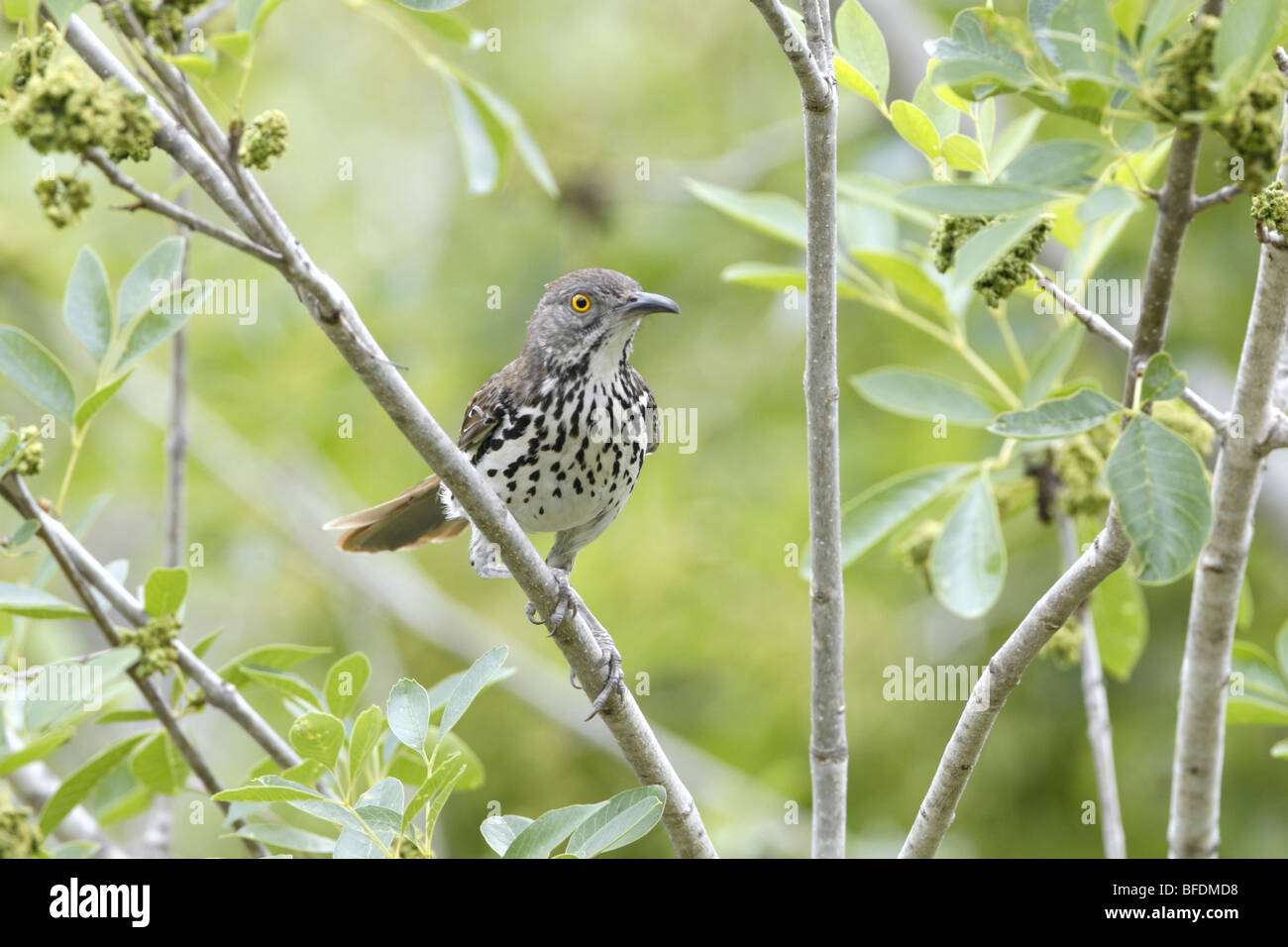 Thrasher hi-res stock photography and images - Alamy