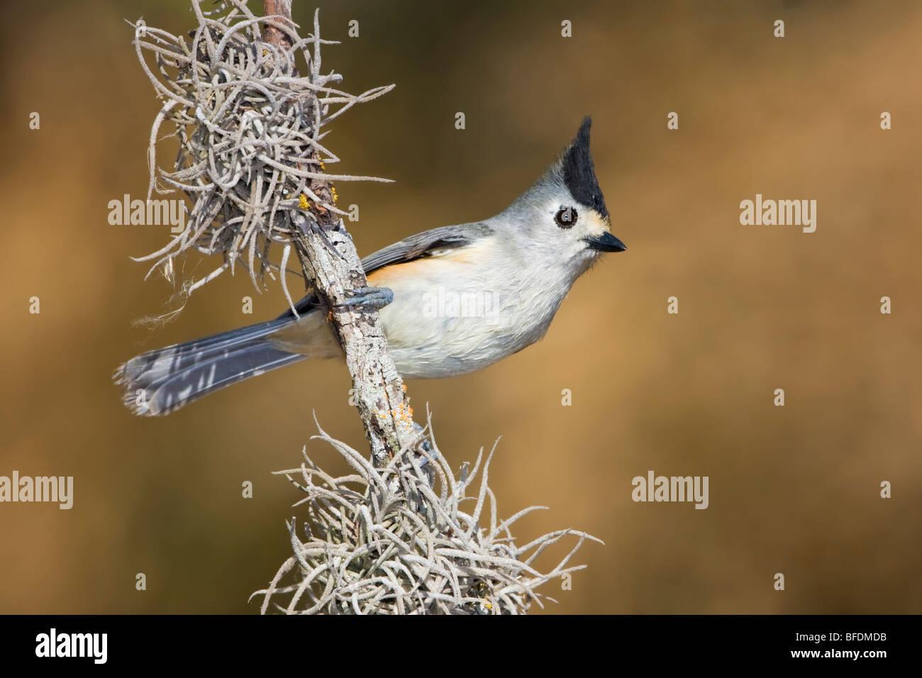 Titmouse hi-res stock photography and images - Alamy