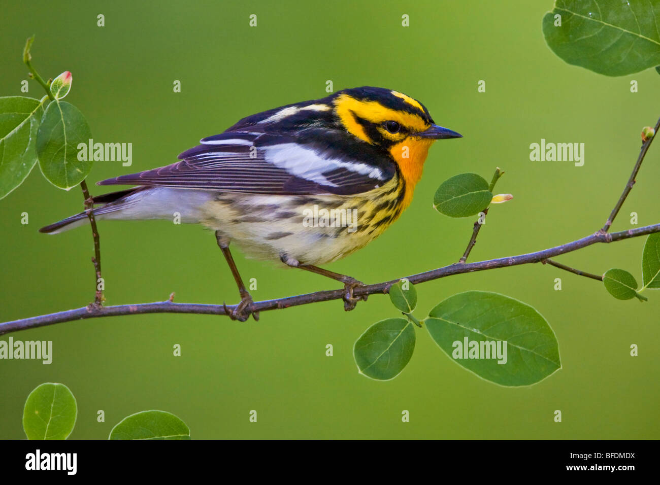 Blackburnian warbler dendroica fusca perched on a branch in ontario hi ...
