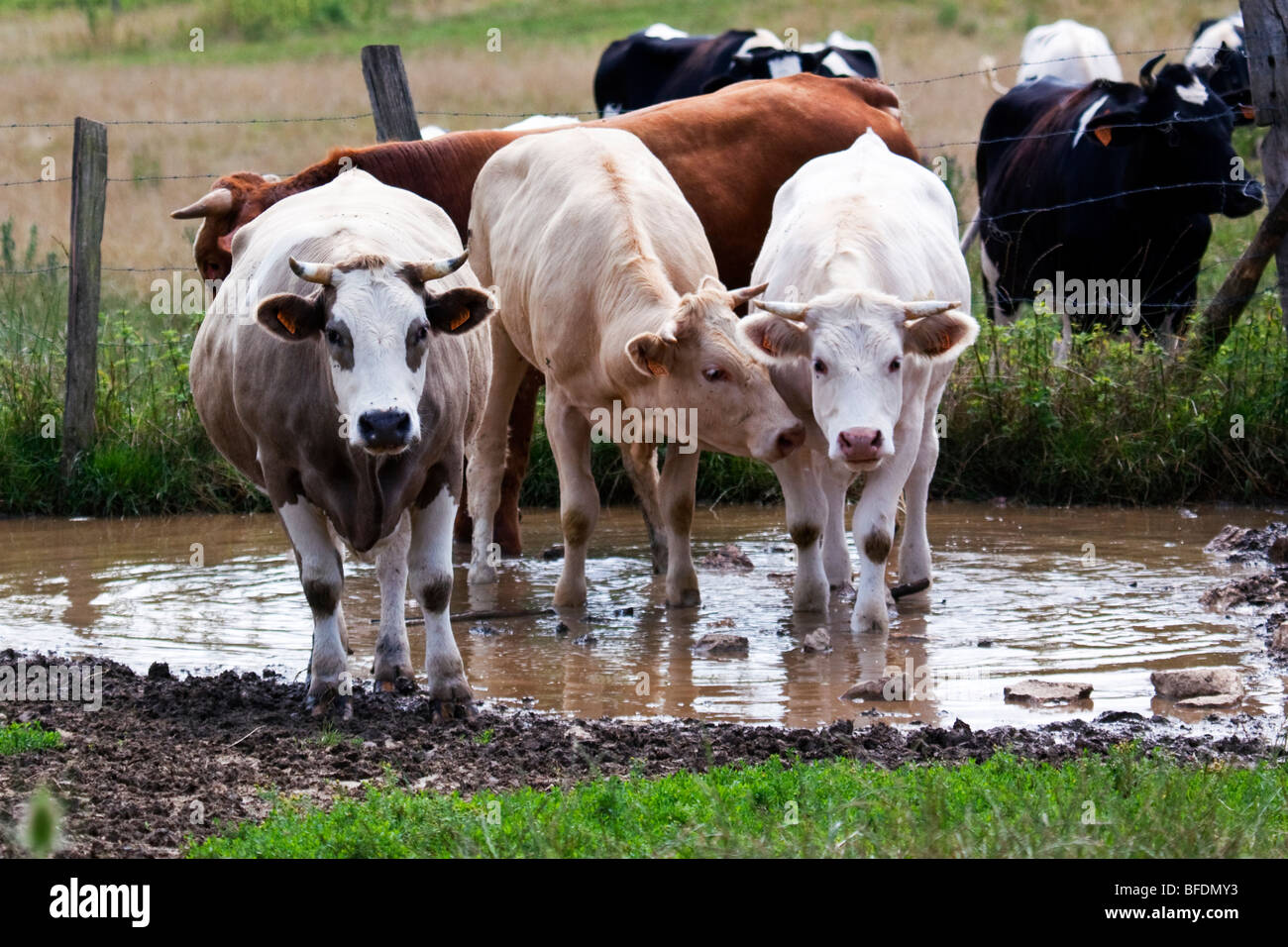 Puddle cows hi-res stock photography and images - Alamy