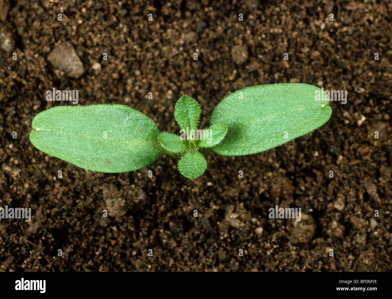 Cleavers (Galium aparine) seedling with first true leaf whorl Stock ...