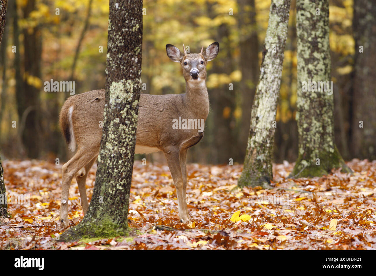 White tailed deer male hi-res stock photography and images - Alamy