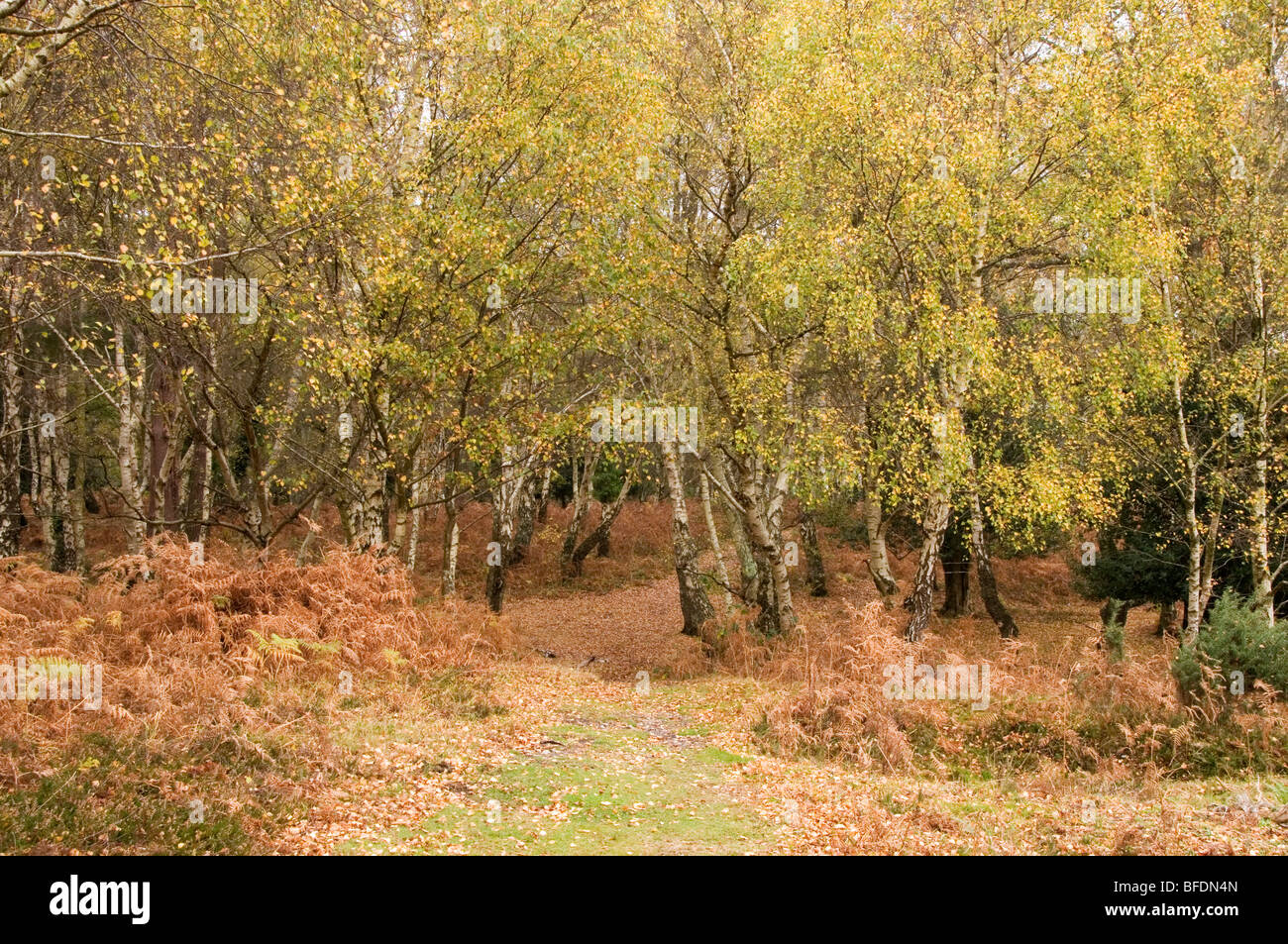 Matley Wood The New Forest Hampshire England UK Stock Photo - Alamy
