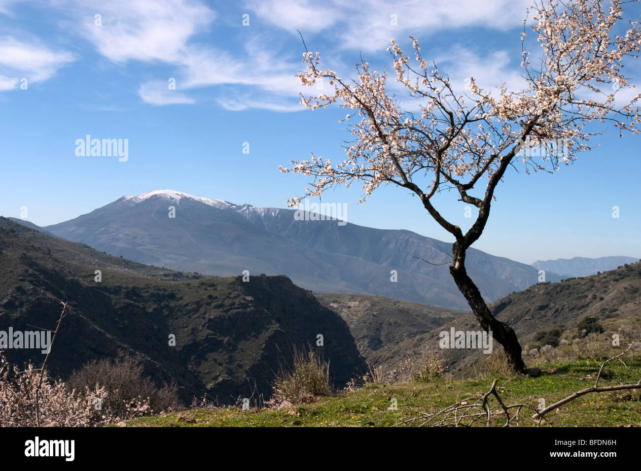 The countryside around La Taha in the Alpugarras is covered with trees ...