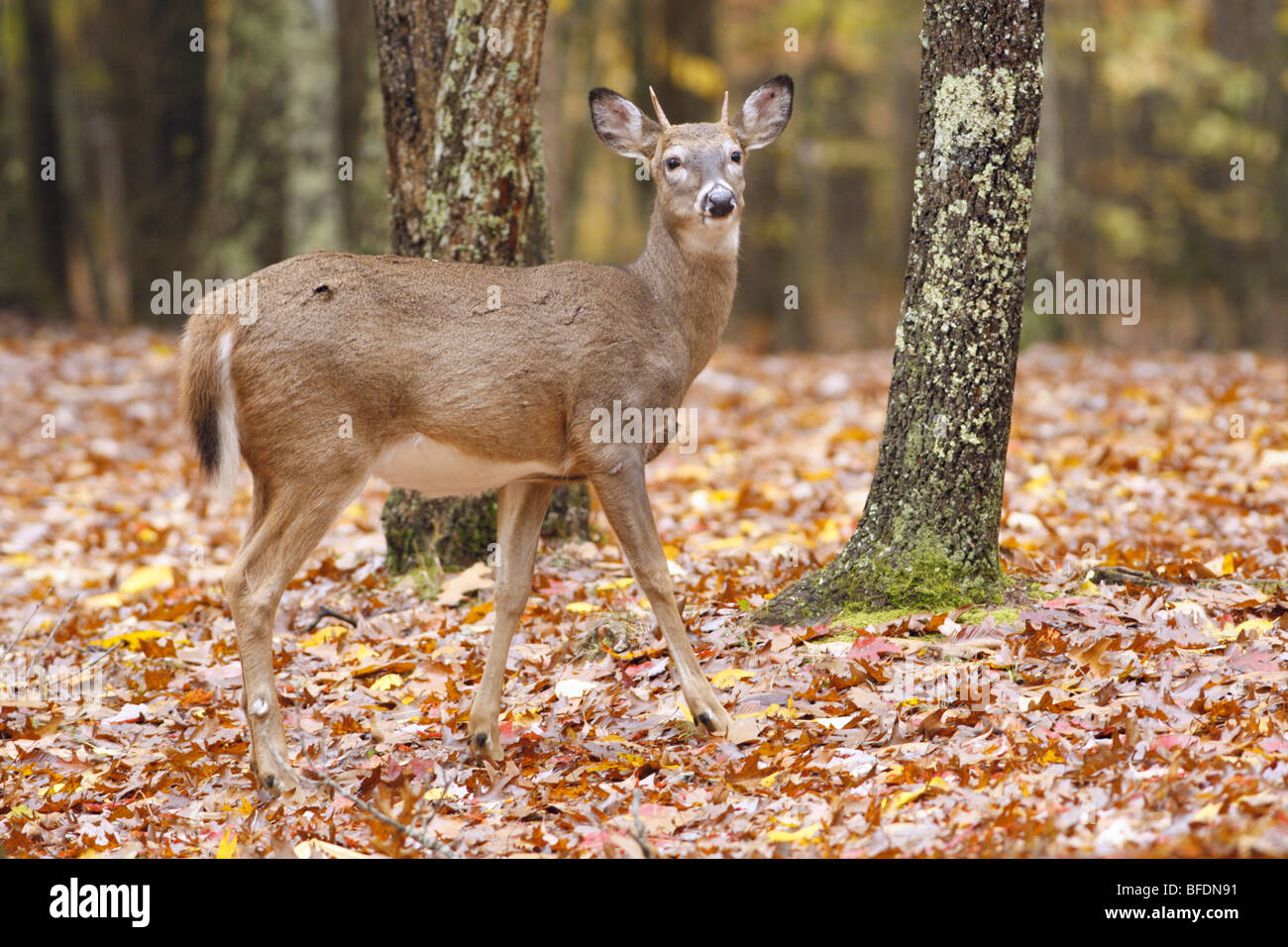 White tailed Deer in Fall Stock Photo - Alamy