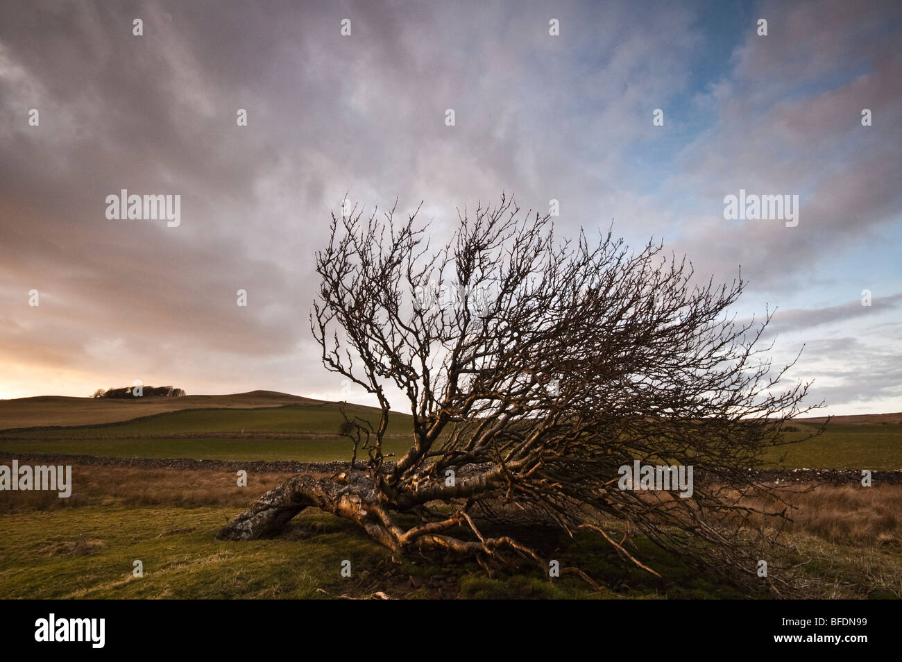 Wind blown tree hi-res stock photography and images - Alamy