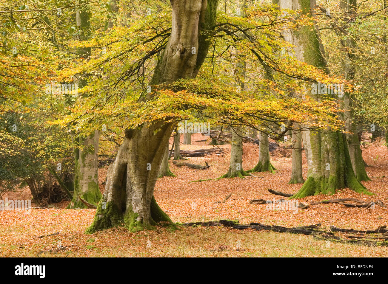 Mark wood england hi-res stock photography and images - Alamy