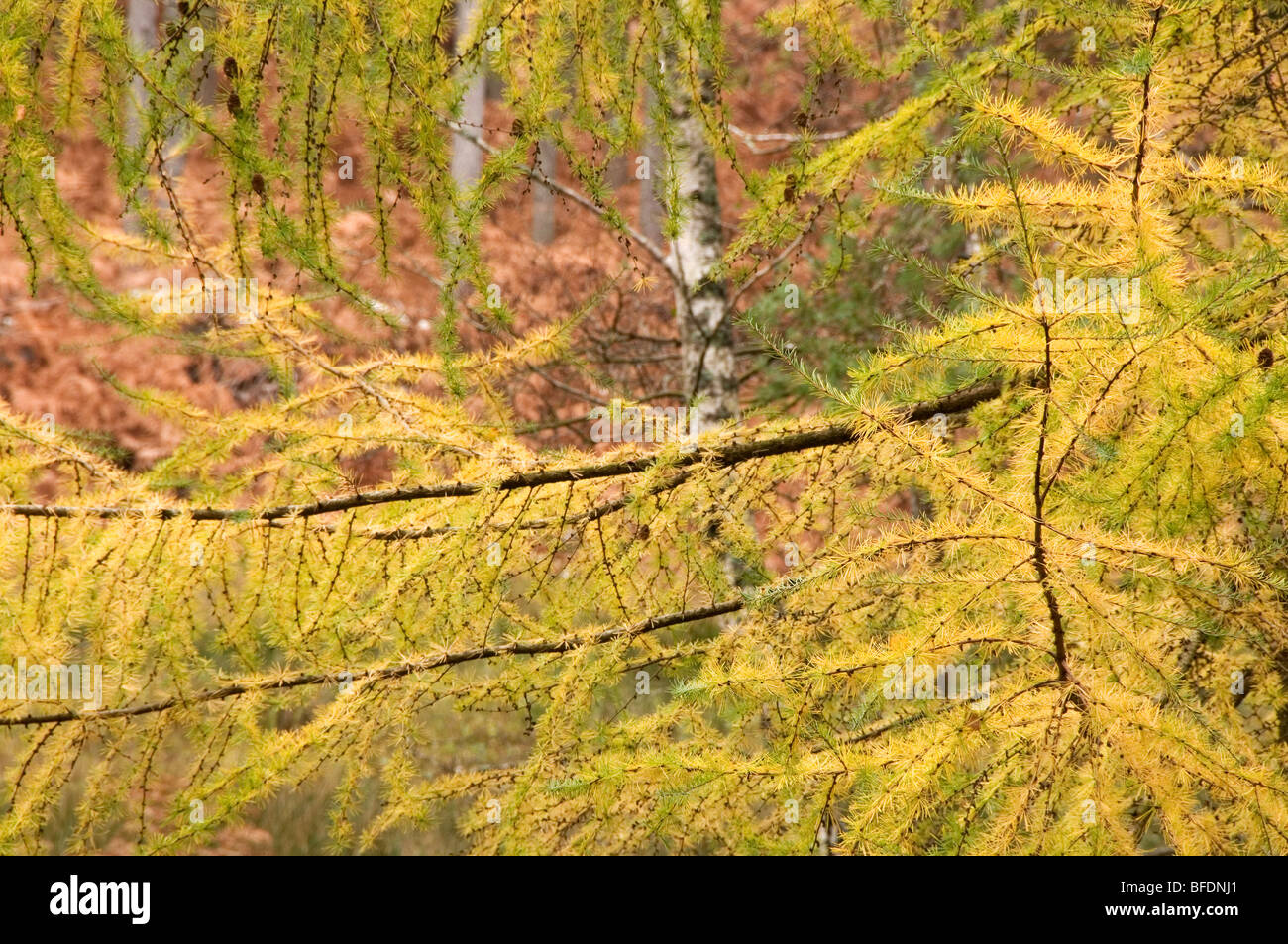 Mark Ash Wood The New Forest Hampshire England UK Stock Photo - Alamy