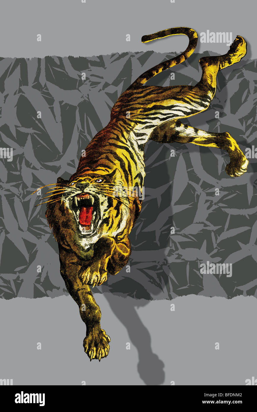 Leaping tiger illustration hi-res stock photography and images - Alamy