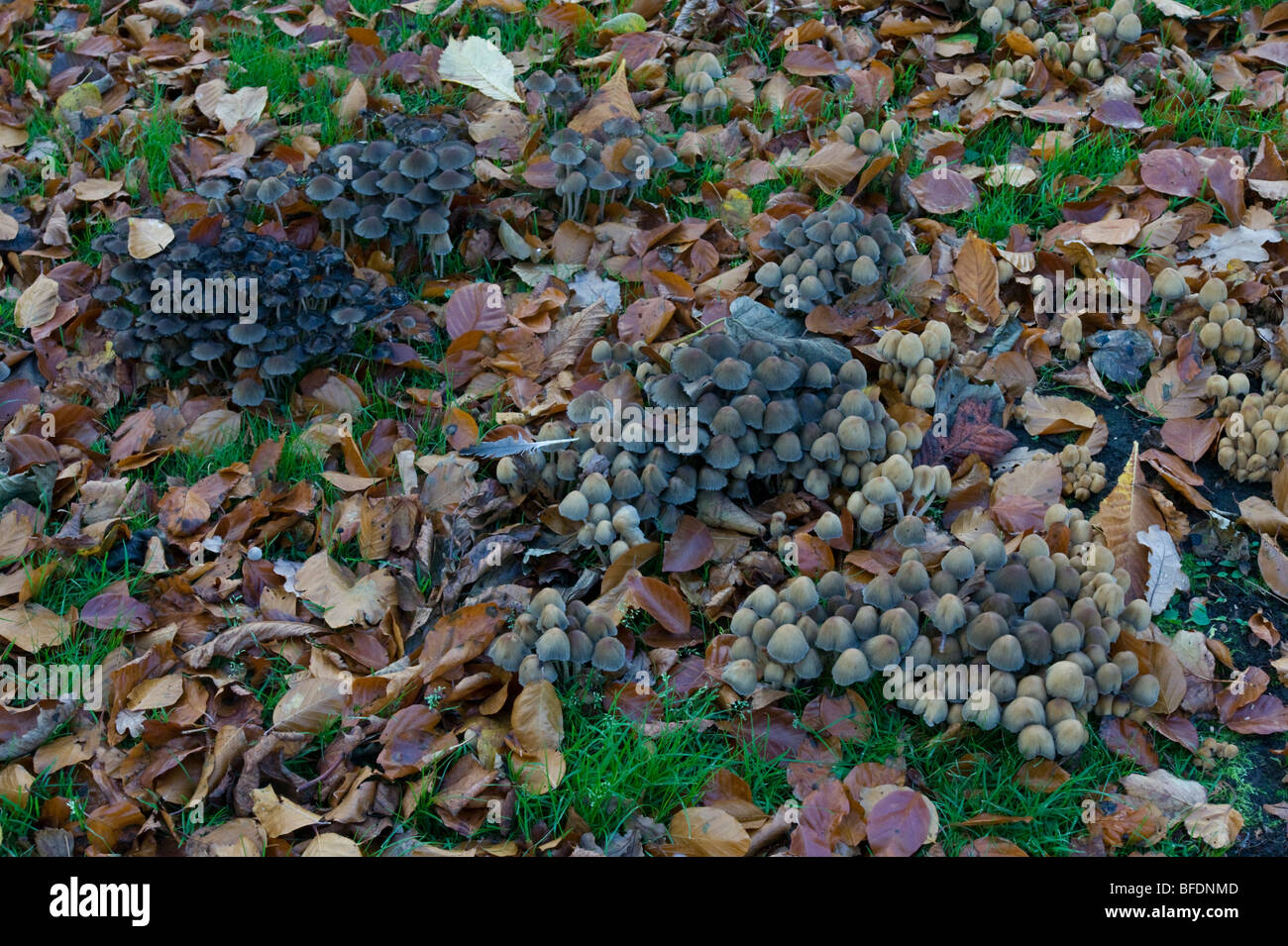 Fairy bonnet toadstool fungi in a Scottish churchyard in autumn may be ...