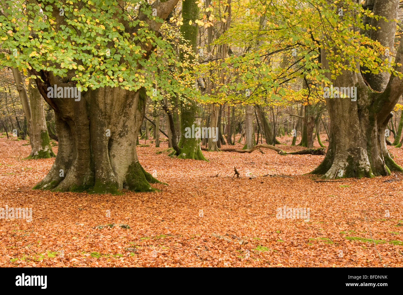 Mark Ash Wood The New Forest Hampshire England UK Stock Photo - Alamy