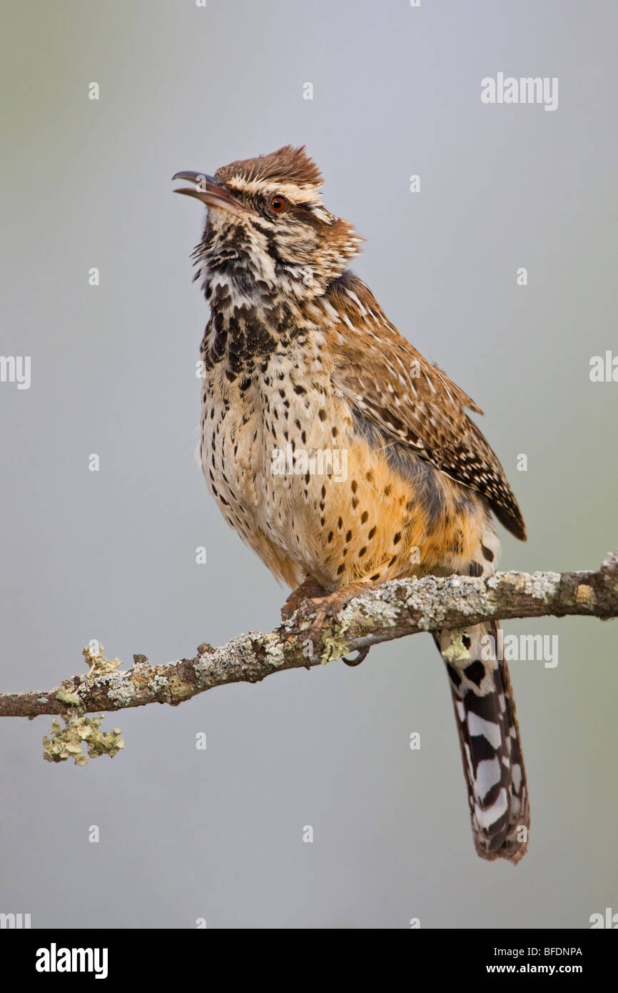 Texas cactus wren hi-res stock photography and images - Alamy
